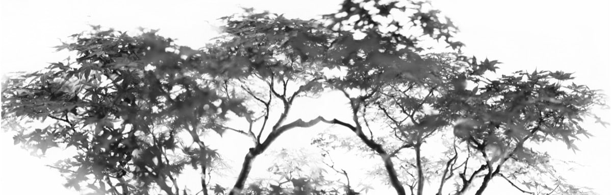 Little big tree (B) - Bail Art